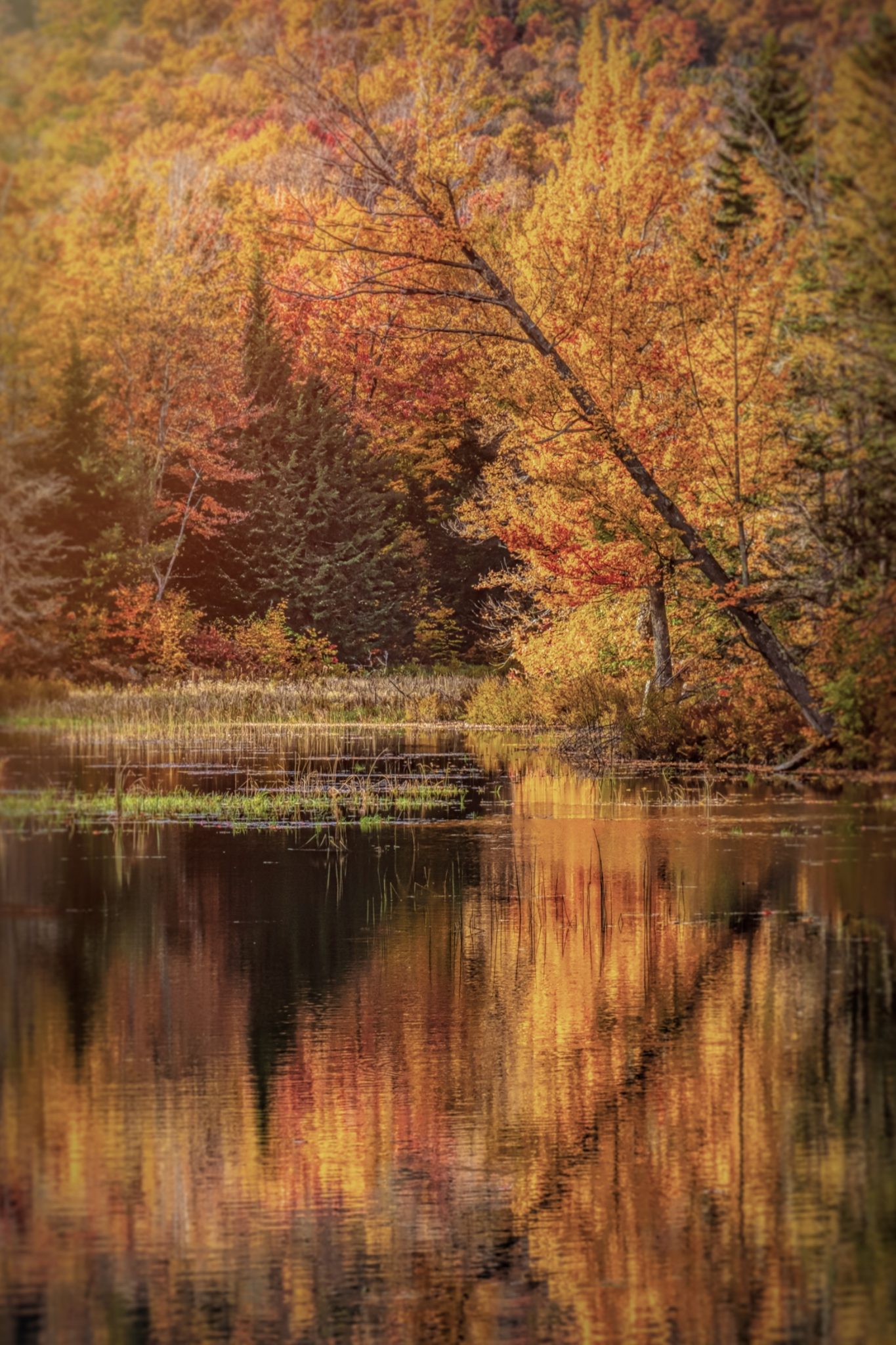Fall Foliage Artist's Retreat - Southern Vermont Arts Center in ...