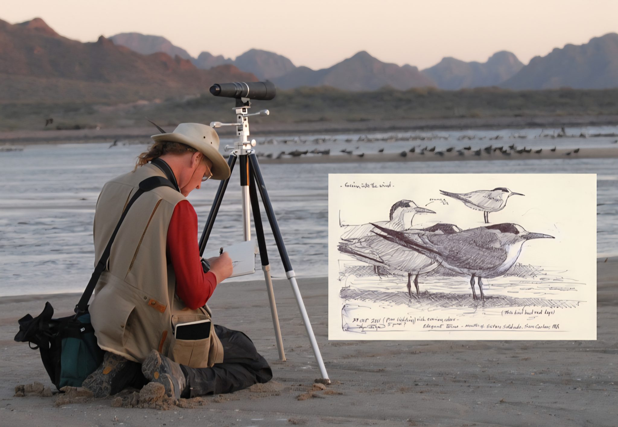 The Art of Drawing Live Birds: A Two-Day Workshop With John Pitcher ...